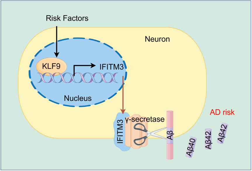宋伟宏院士团队发现KLF9调控IFITM3表达参与Aβ产生-老年研究院—温州医科大学